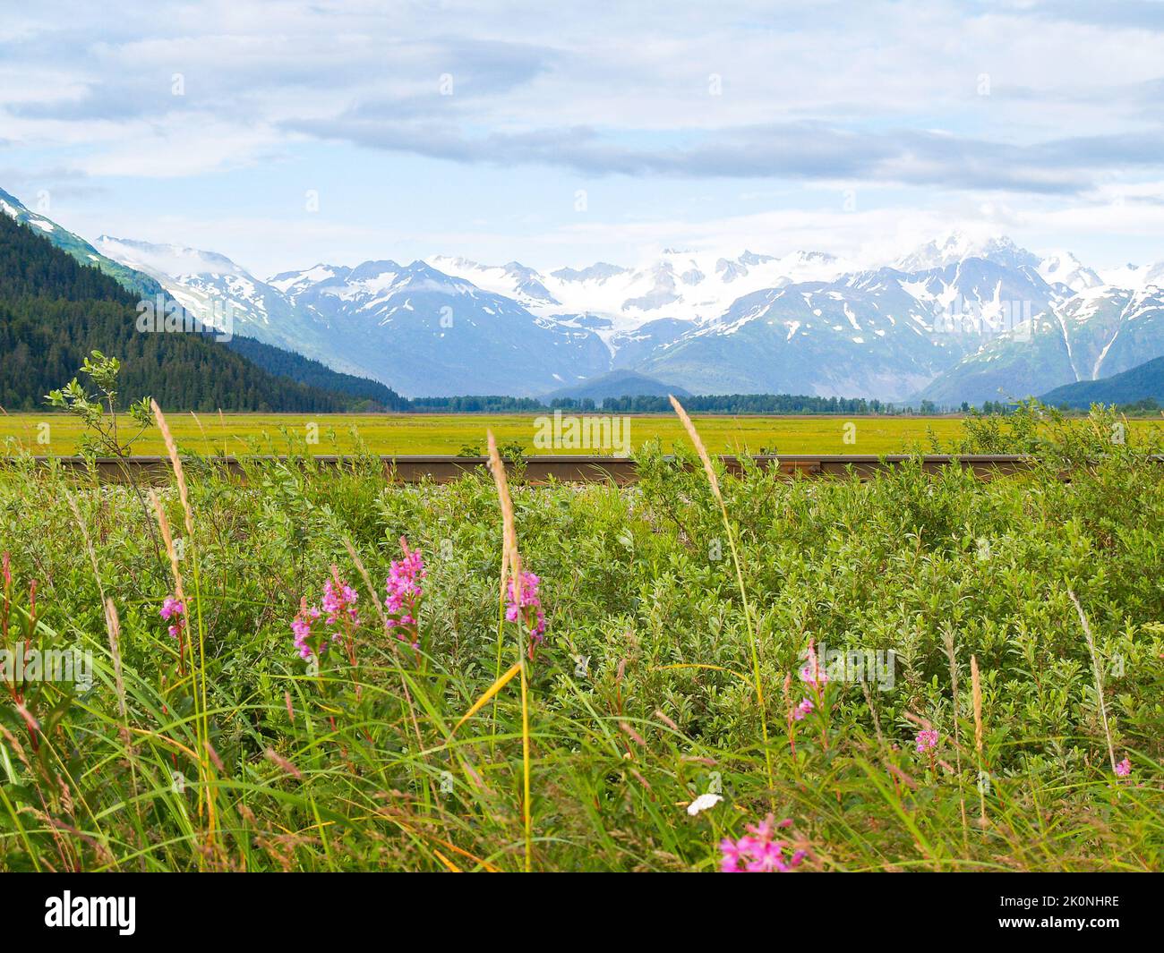 Expansive wetland landscape of water and green vegetation stretching in ...