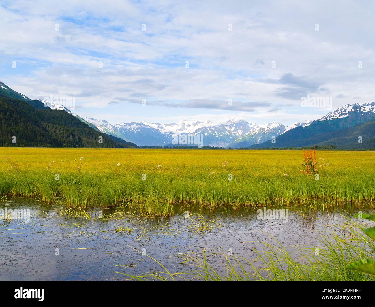 Expansive wetland landscape of water and green vegetation stretching in ...