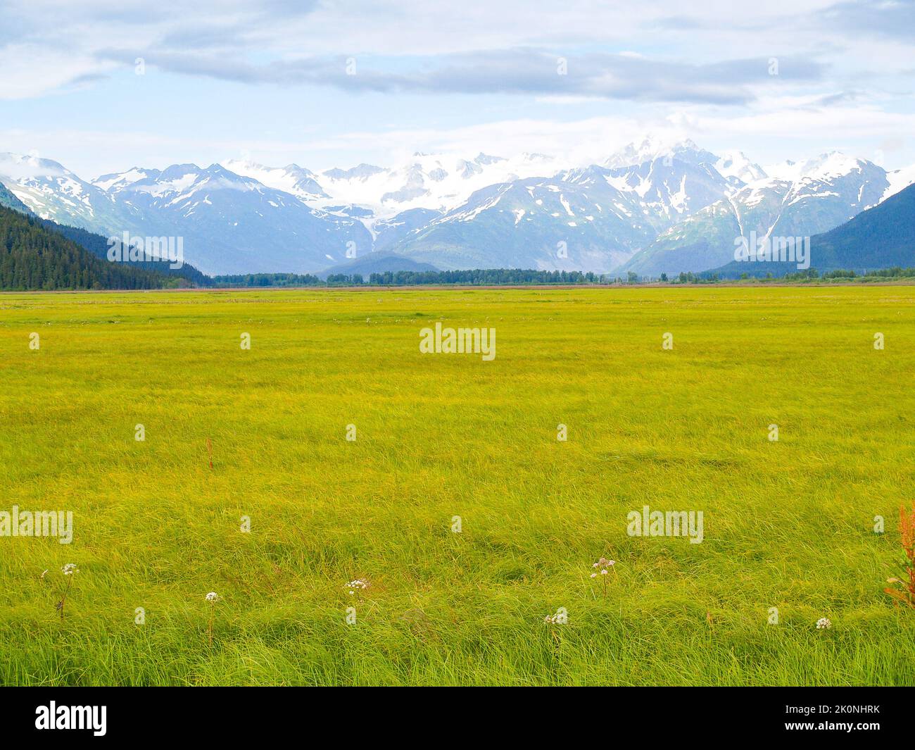 Expansive wetland landscape of water and green vegetation stretching in ...