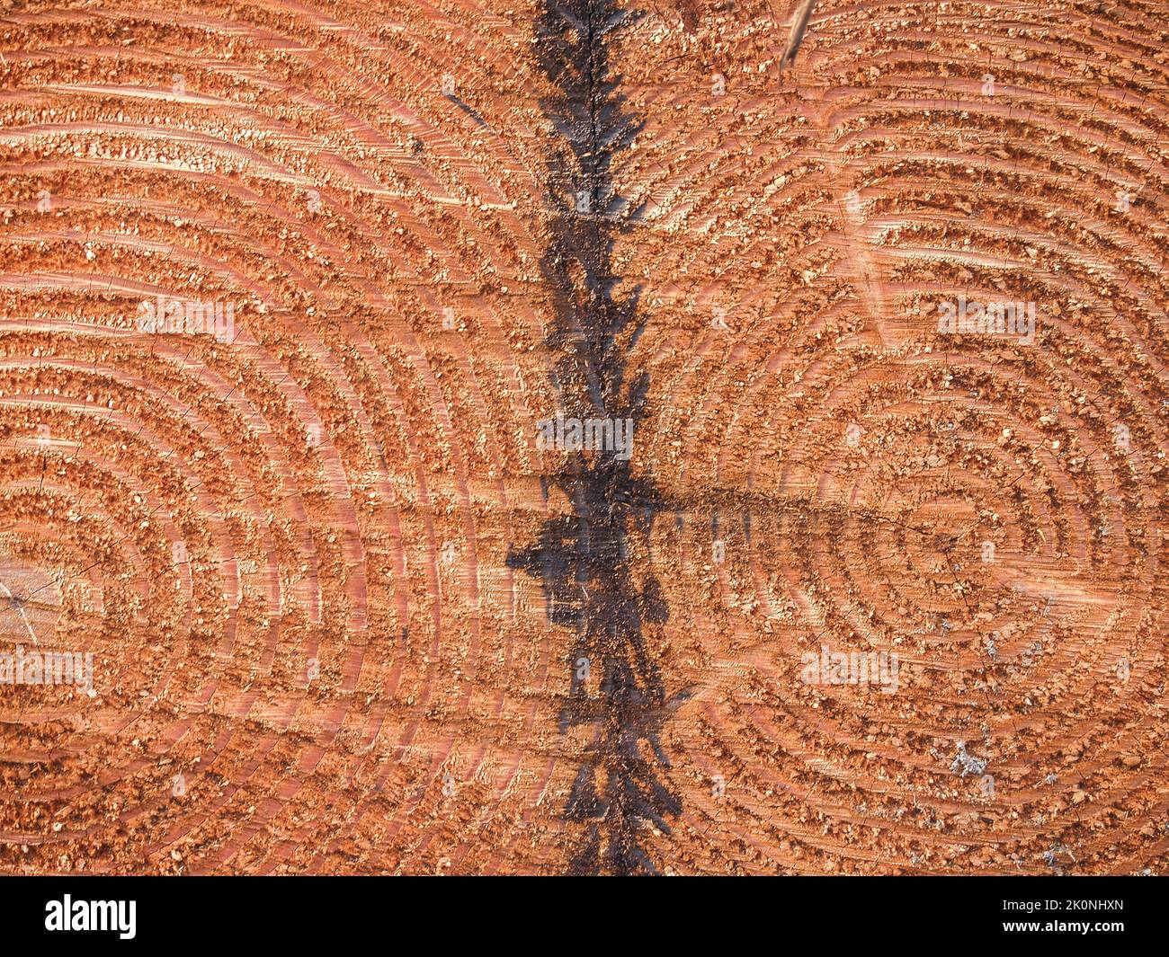 Circular patterns converging in tree rings of sawn log with black ...