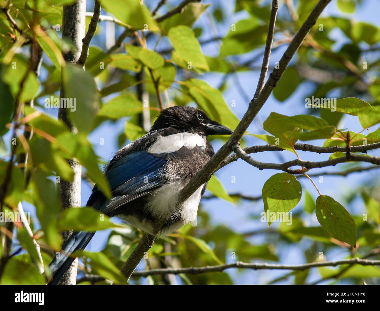 Roosting crow hi-res stock photography and images - Alamy