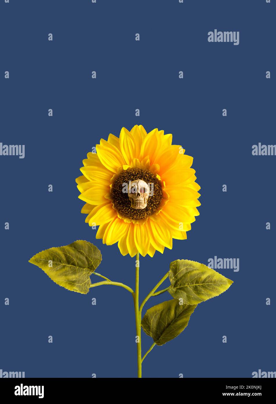 Skull head and sunflower on blue background. Creative Halloween minimal ...