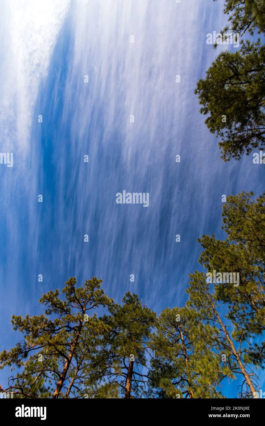White, wispy clouds form abstract pattern over tree tops Stock Photo ...