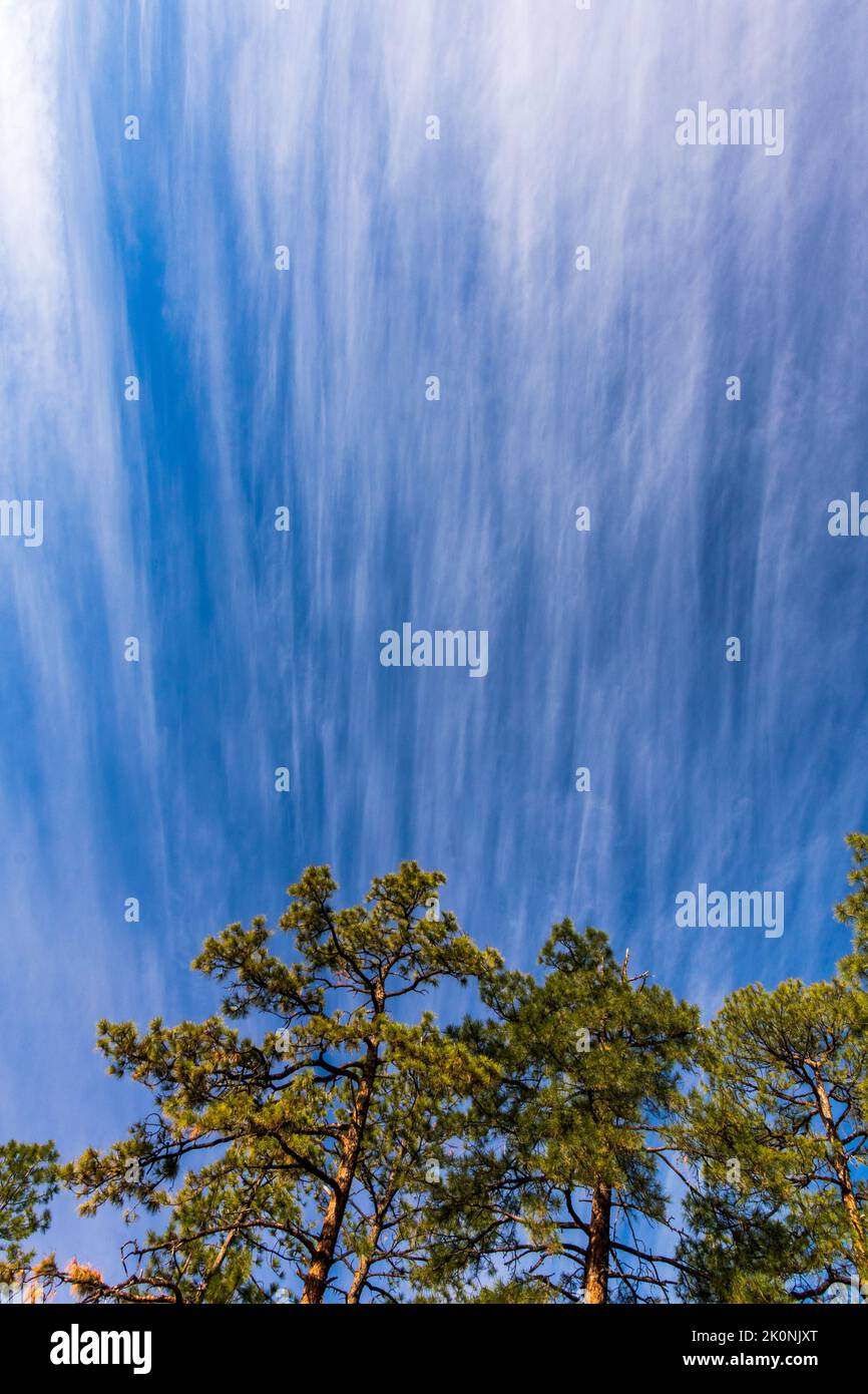 White, wispy clouds form abstract pattern over tree tops Stock Photo ...