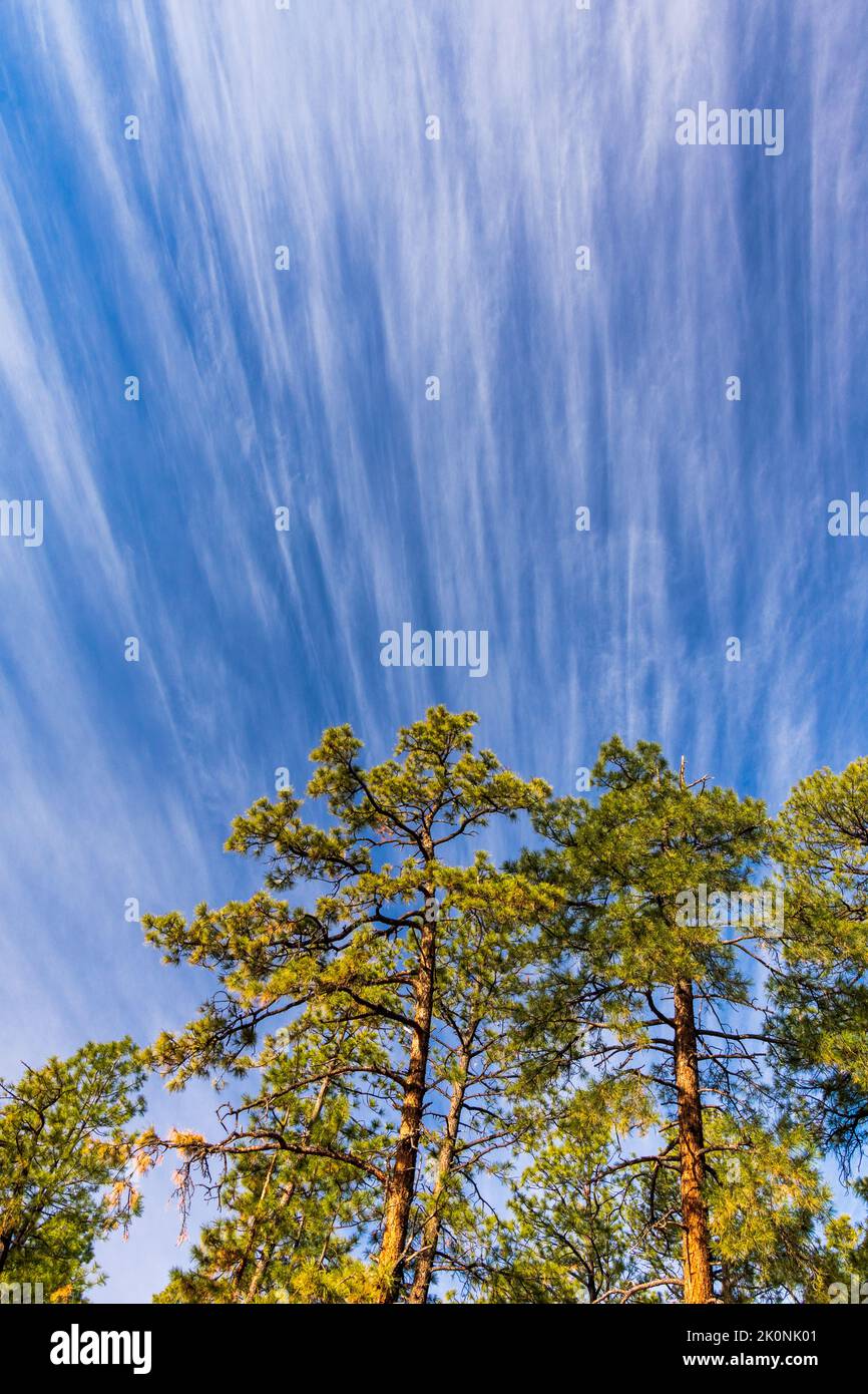 White, wispy clouds form abstract pattern over tree tops Stock Photo ...