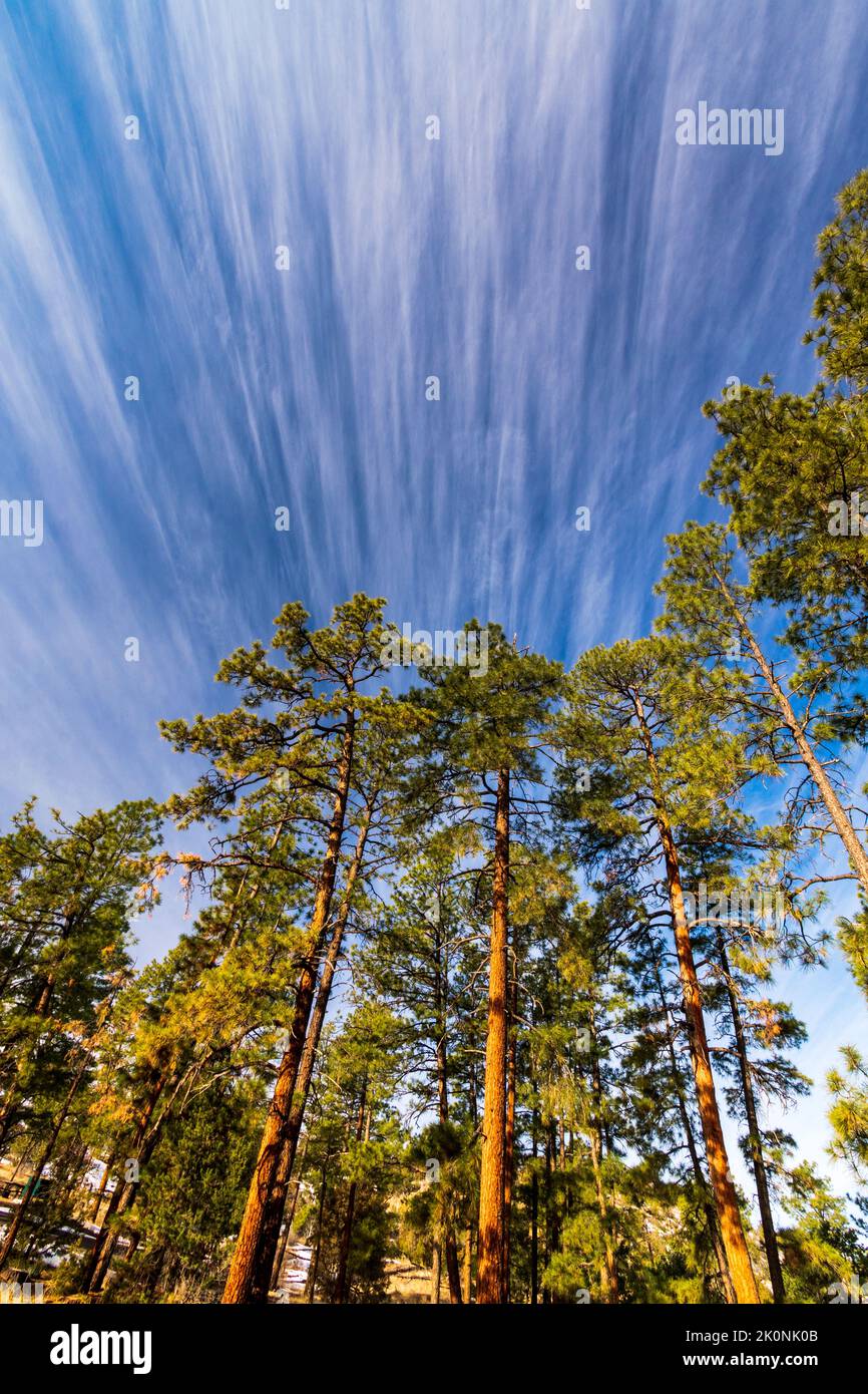 White, wispy clouds form abstract pattern over tree tops Stock Photo ...