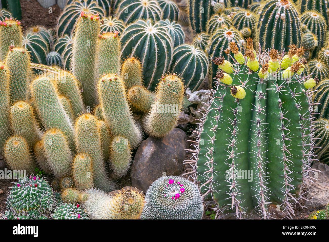 Large group of Cactus plants pattern, natural background Stock Photo ...
