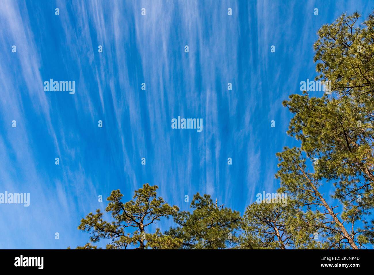 White, wispy clouds form abstract pattern over tree tops Stock Photo ...
