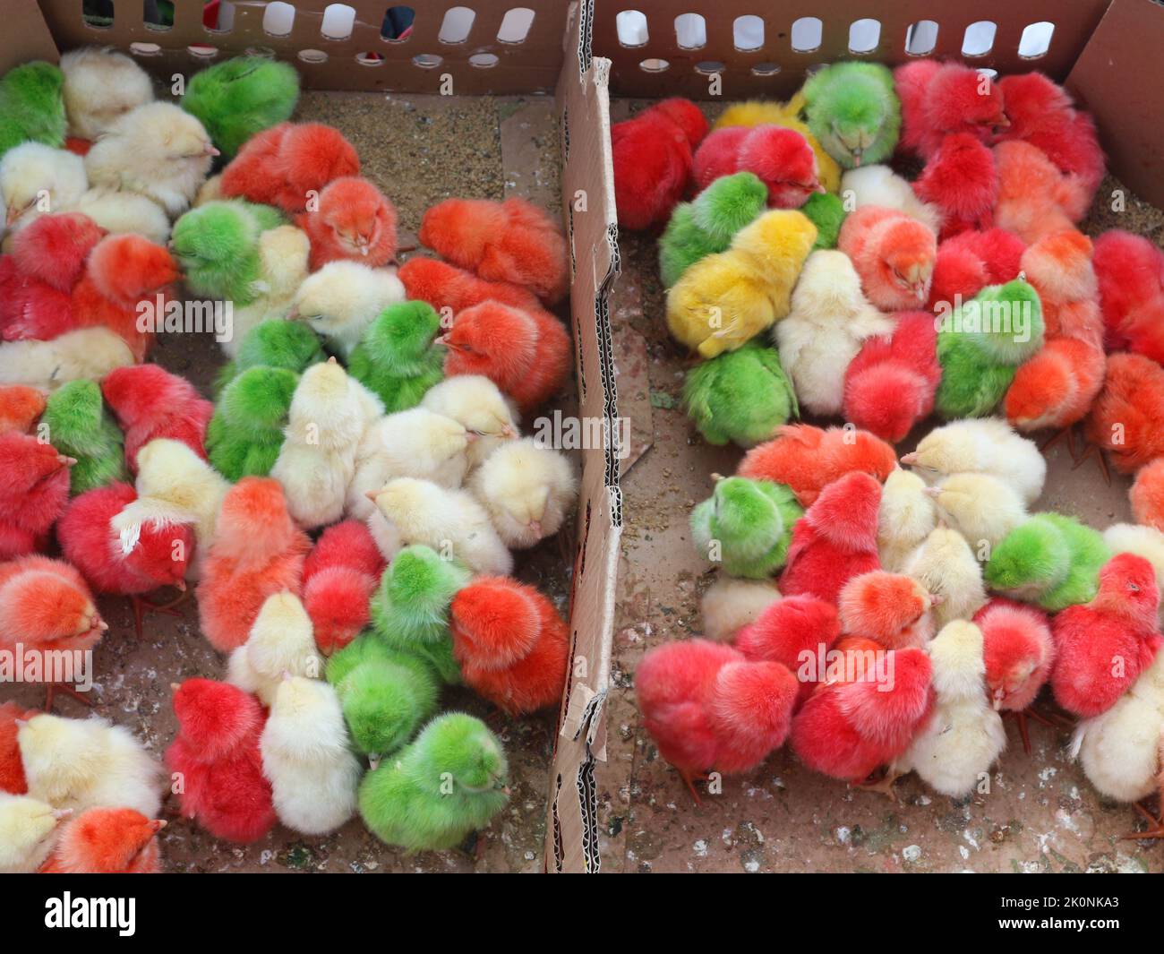 Anak ayam berwarna hi-res stock photography and images - Alamy