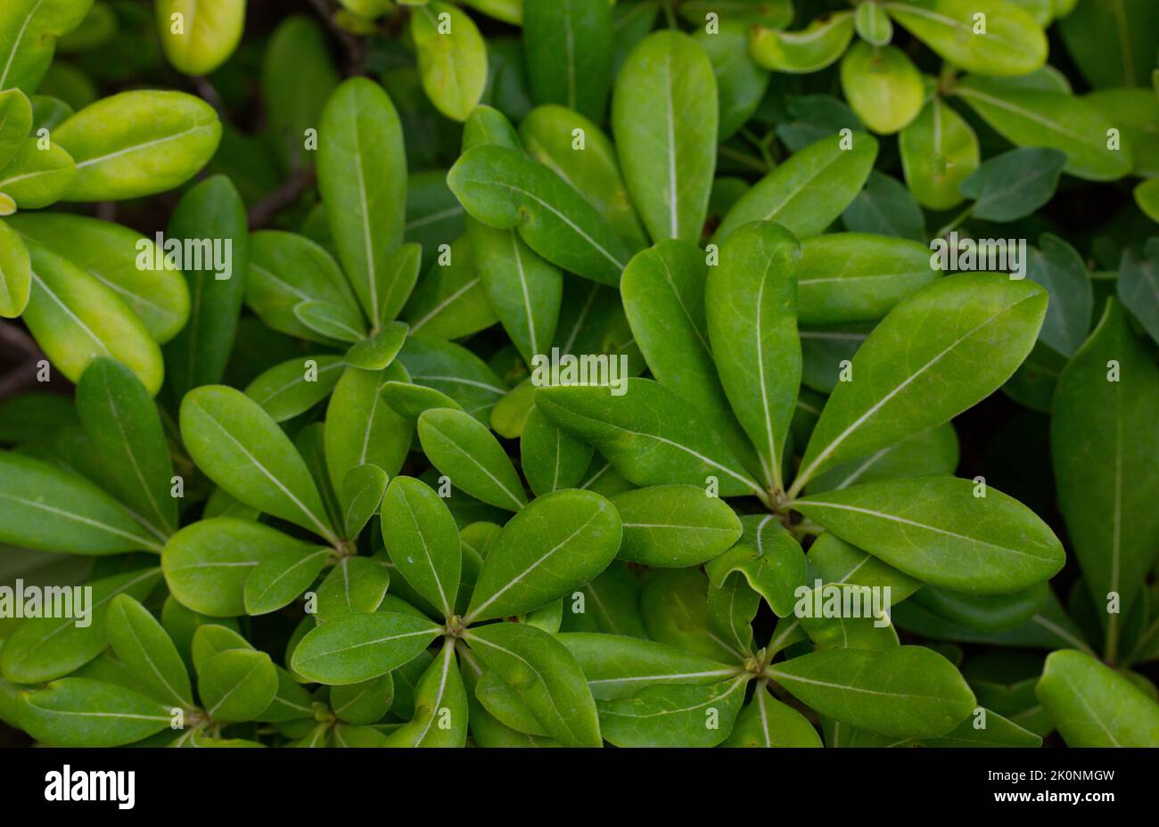 A background of oval green leaves. Shrub with green foliage with hazy ...