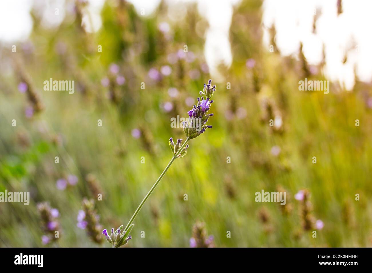 Flowering violet lavender on a blurry natural green background. Flower ...