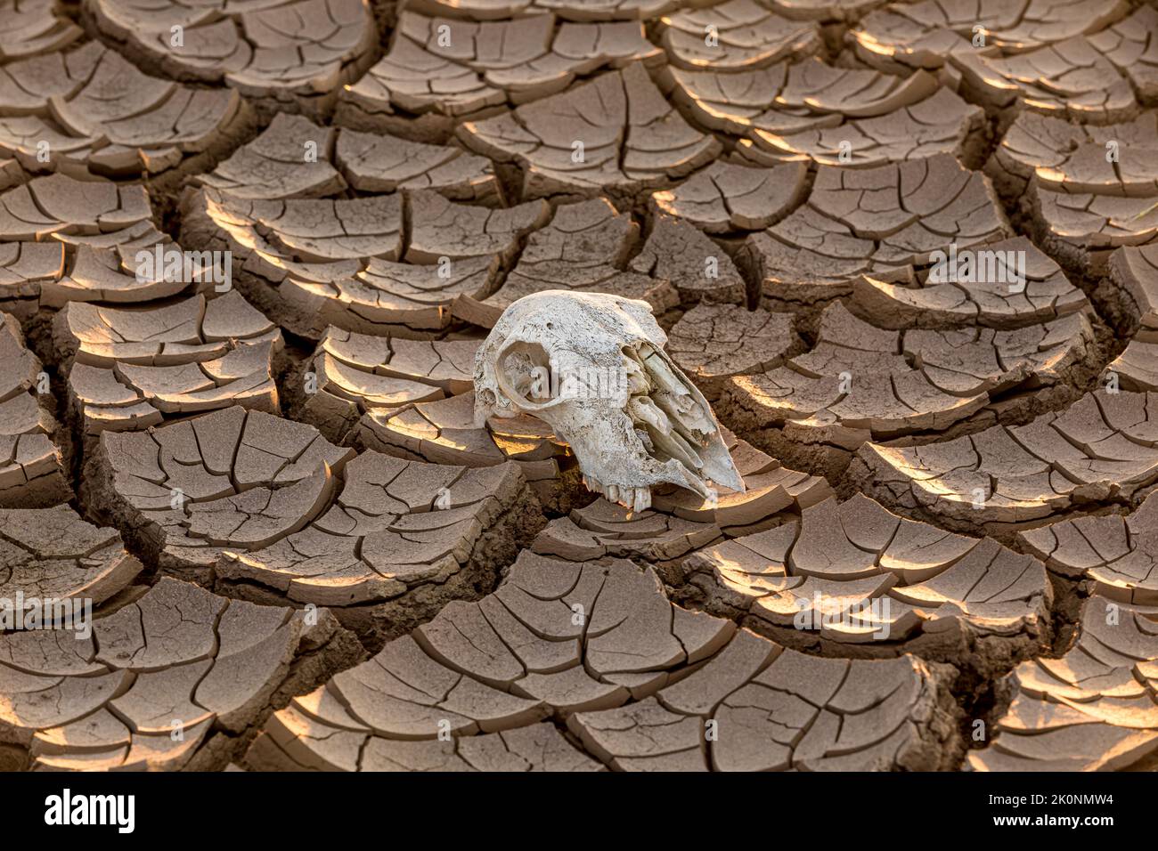 Weathered cattle skull lying in a parched wasteland with cracked earth ...