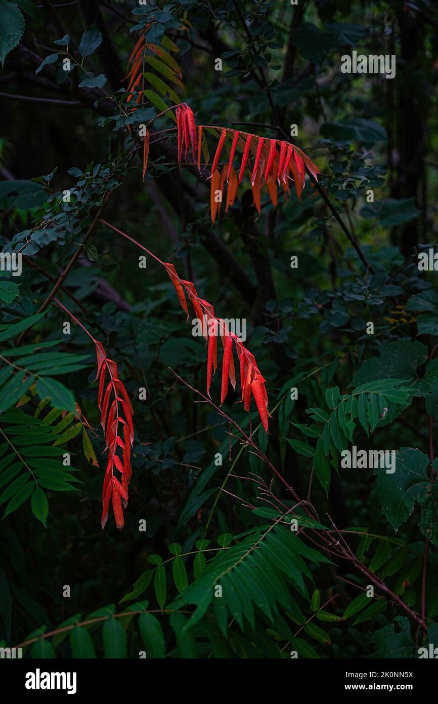 As autumn descends, the world undergoes an astonishing transformation ...