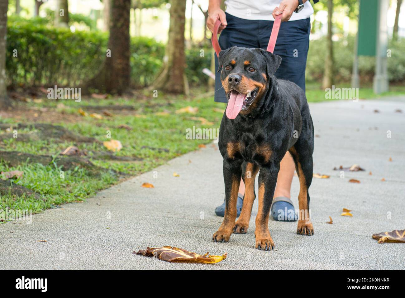 Outdoor owner hi-res stock photography and images - Alamy