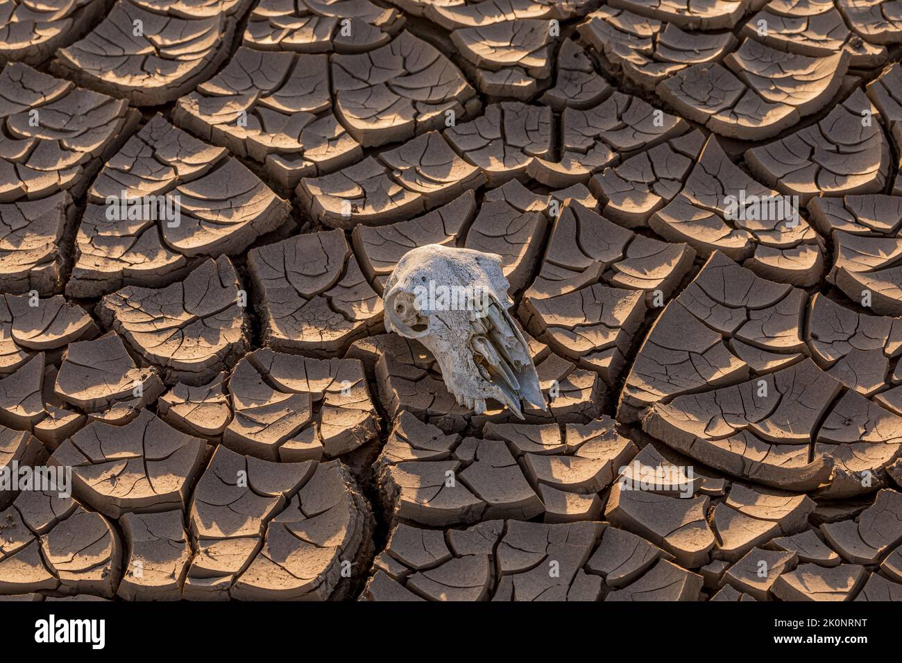 Weathered cattle skull lying in a parched wasteland with cracked earth ...
