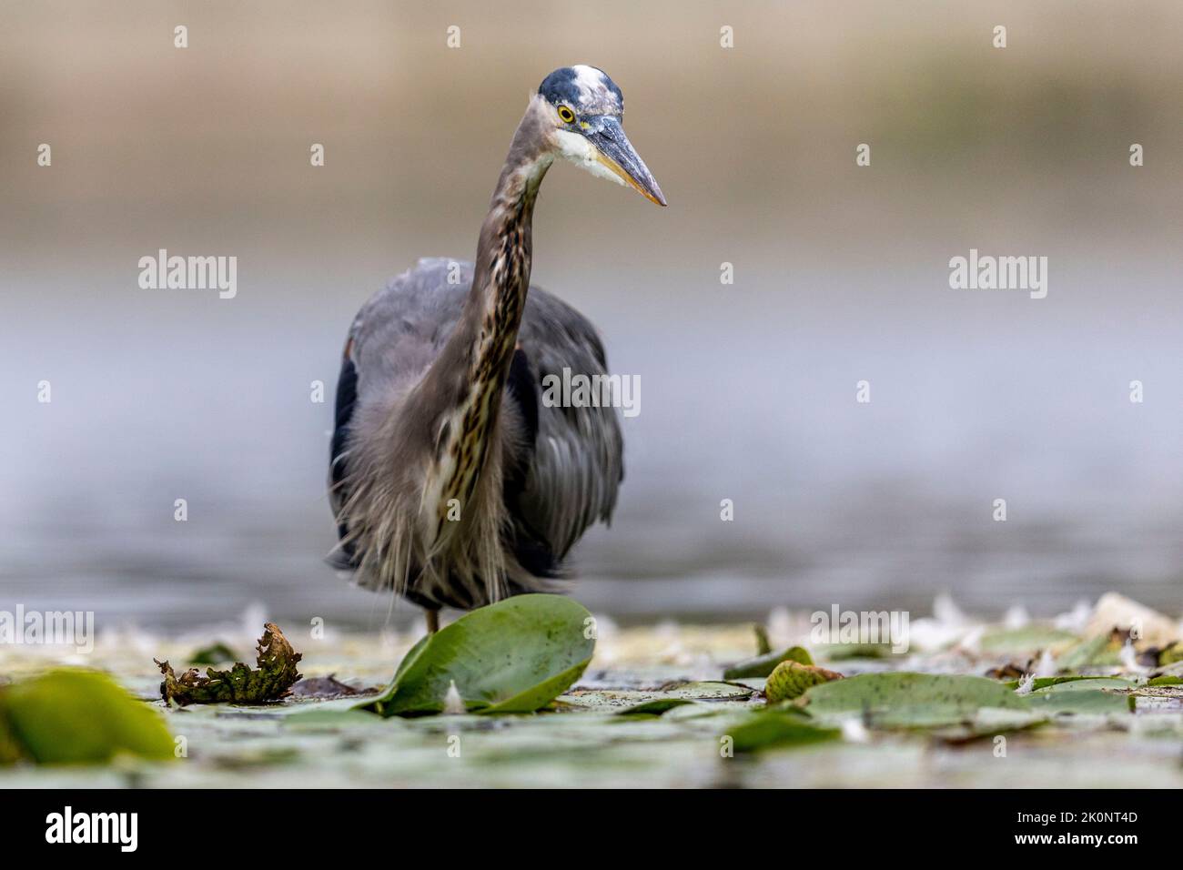 (Ottawa, Canada---11 September 2022) Great Blue Heron on the Rideau ...