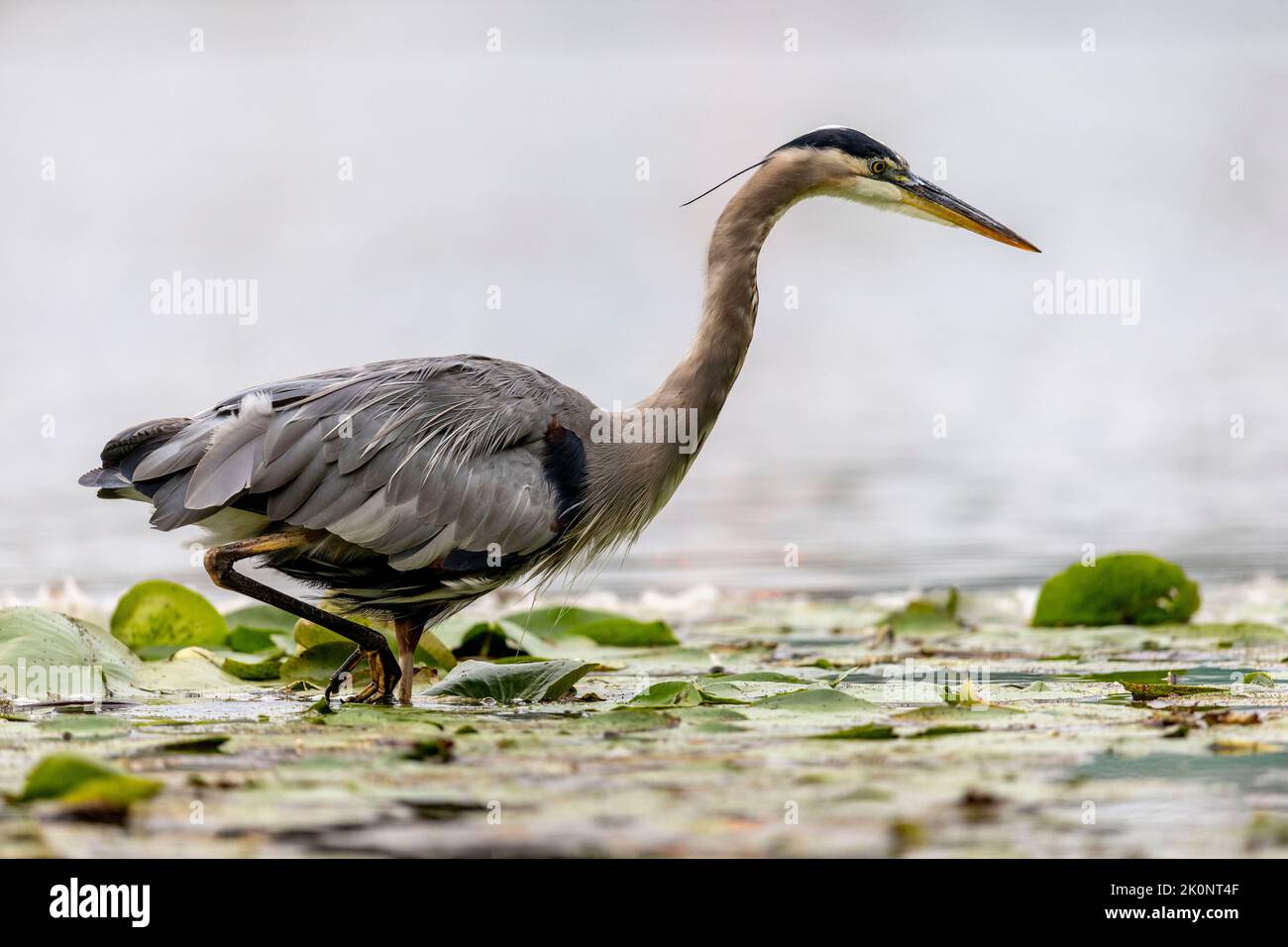 (Ottawa, Canada---11 September 2022) Great Blue Heron on the Rideau ...
