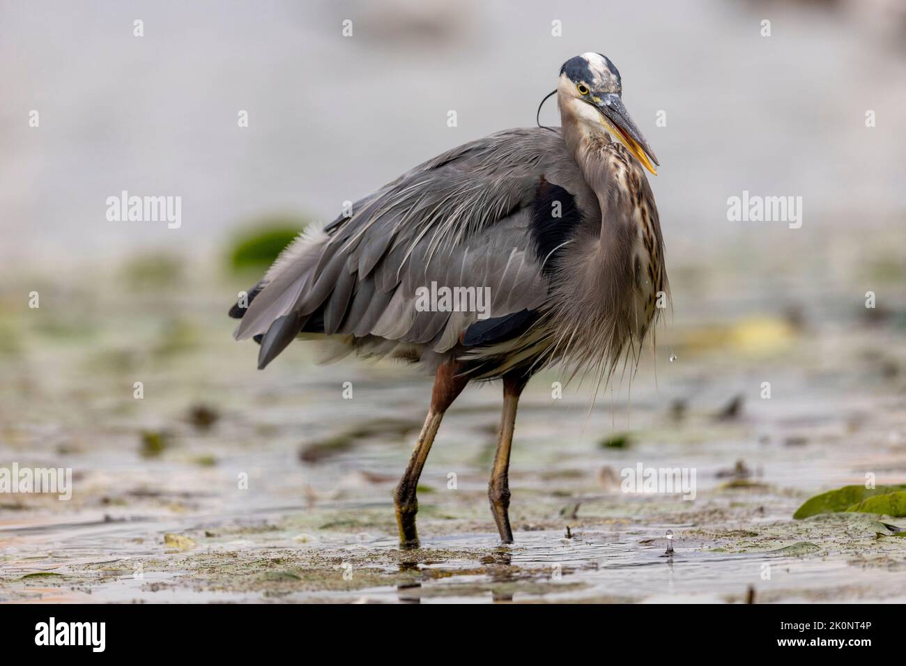 (Ottawa, Canada---11 September 2022) Great Blue Heron on the Rideau ...