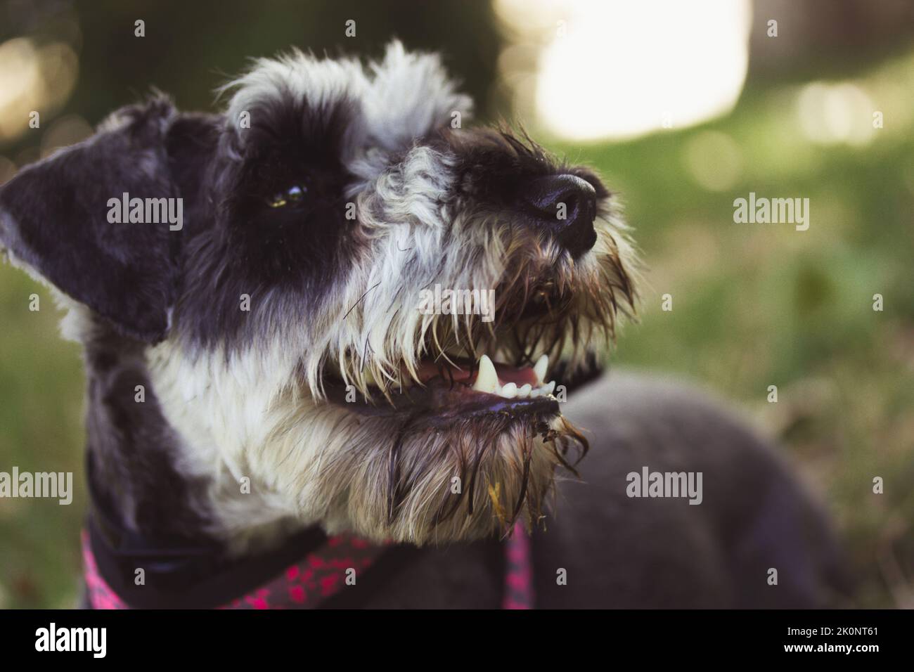 Are Schnauzers Hunting Dogs