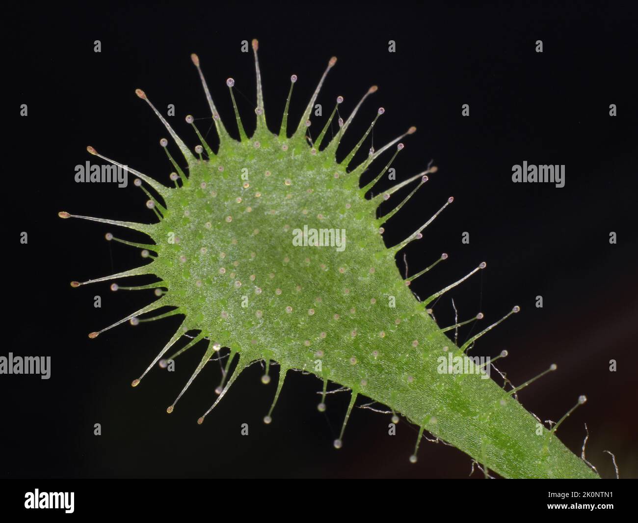 Close-up on a Sundews (Drosera sp). leaf Stock Photo - Alamy