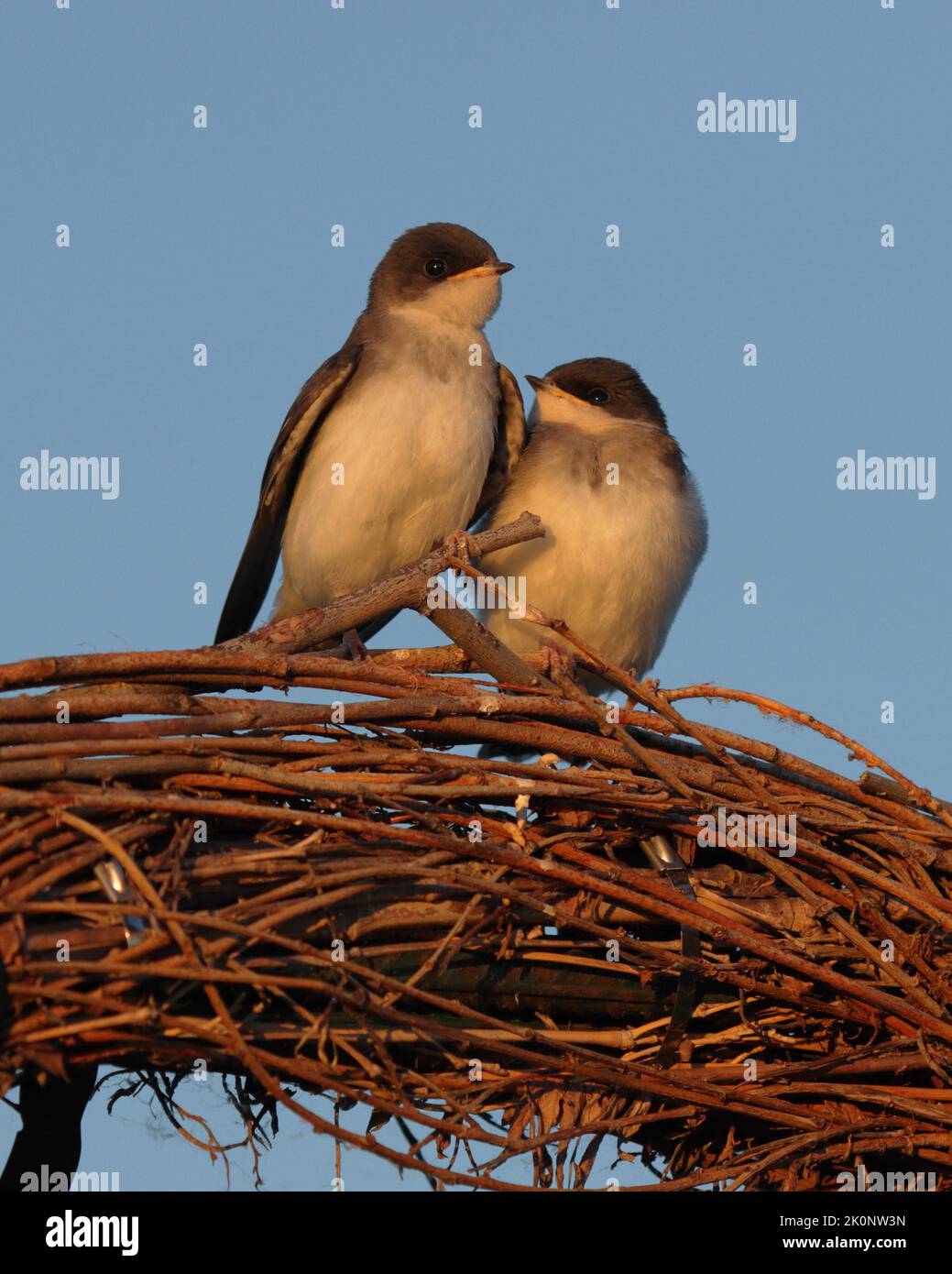common house Martin juveniles cosy up while waiting to be fed by ...