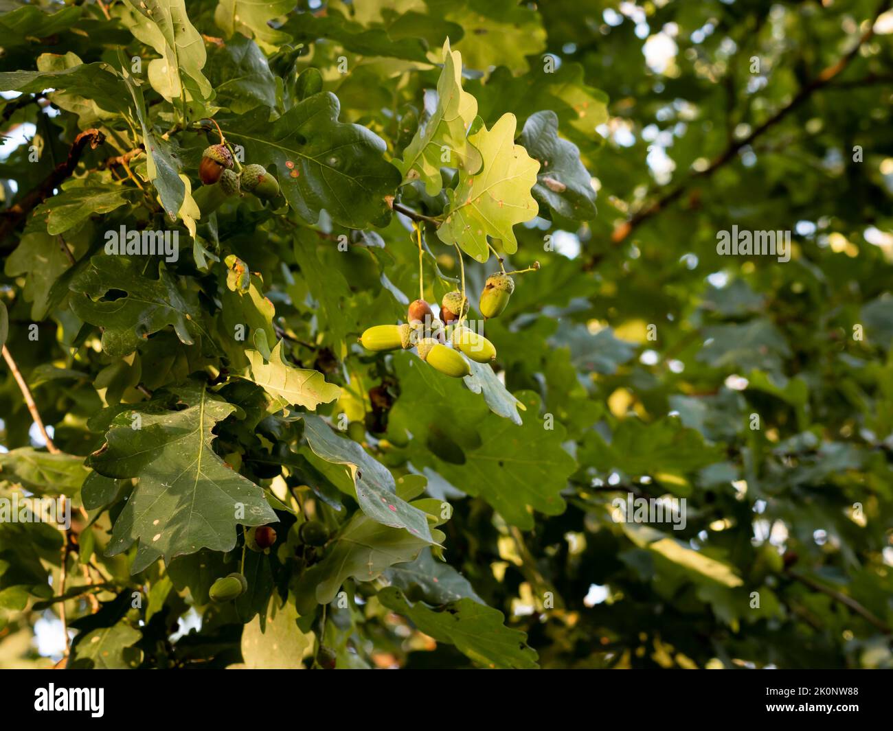 Oak acorns hanging on a branch in the autumn season. Nuts of a German ...