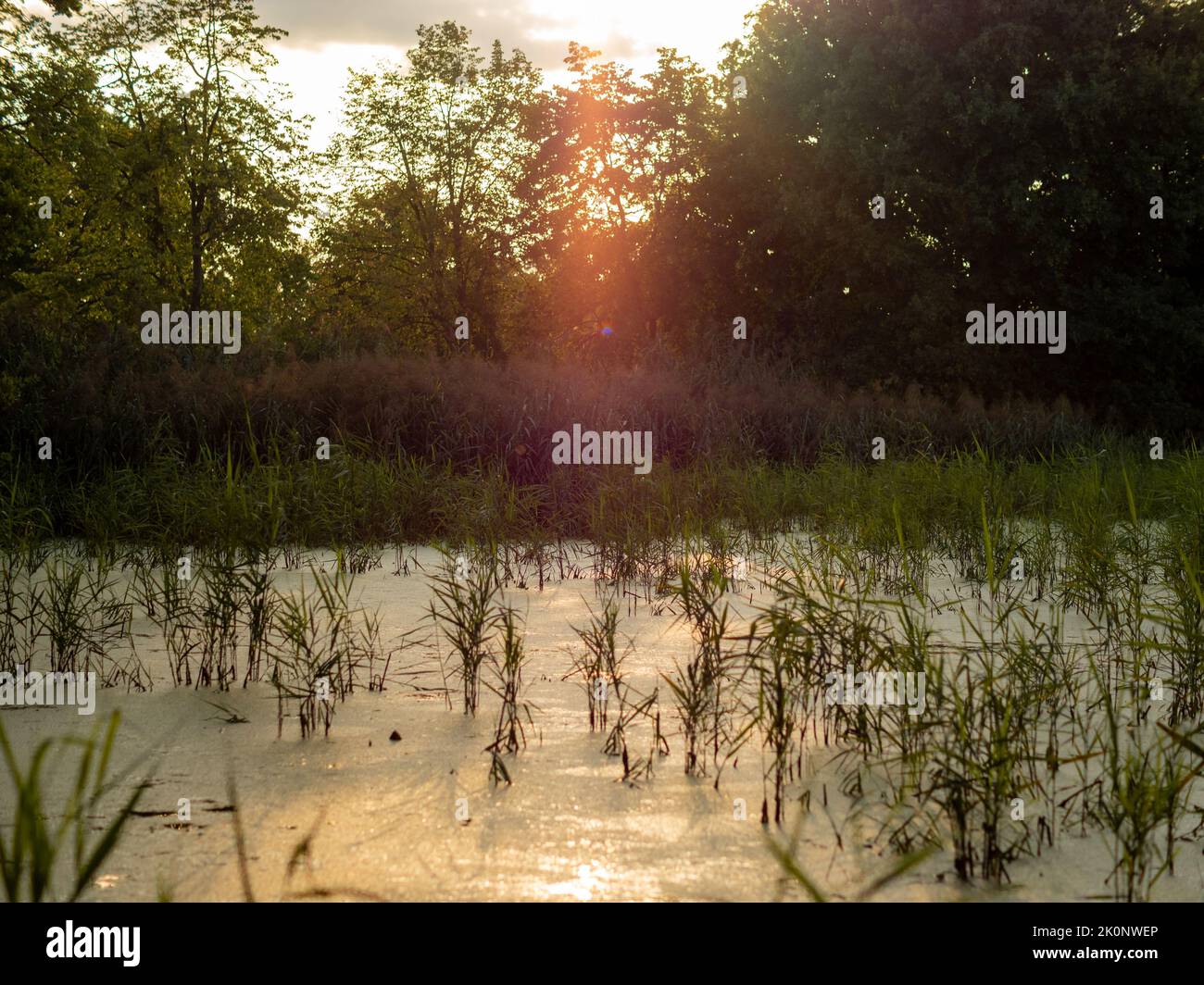 Overgrown pond hi-res stock photography and images - Alamy