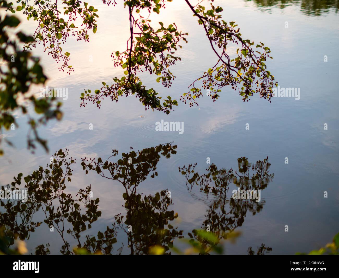 Twigs and leaves of a tree are reflected in the water. Symmetric ...