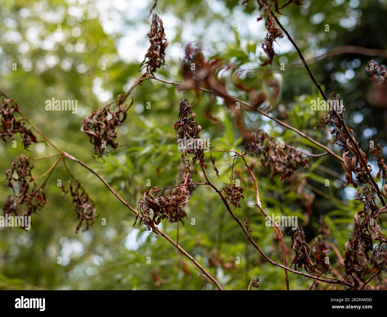 Dead dry leaves on a tree. A long period of drought destroyed many ...