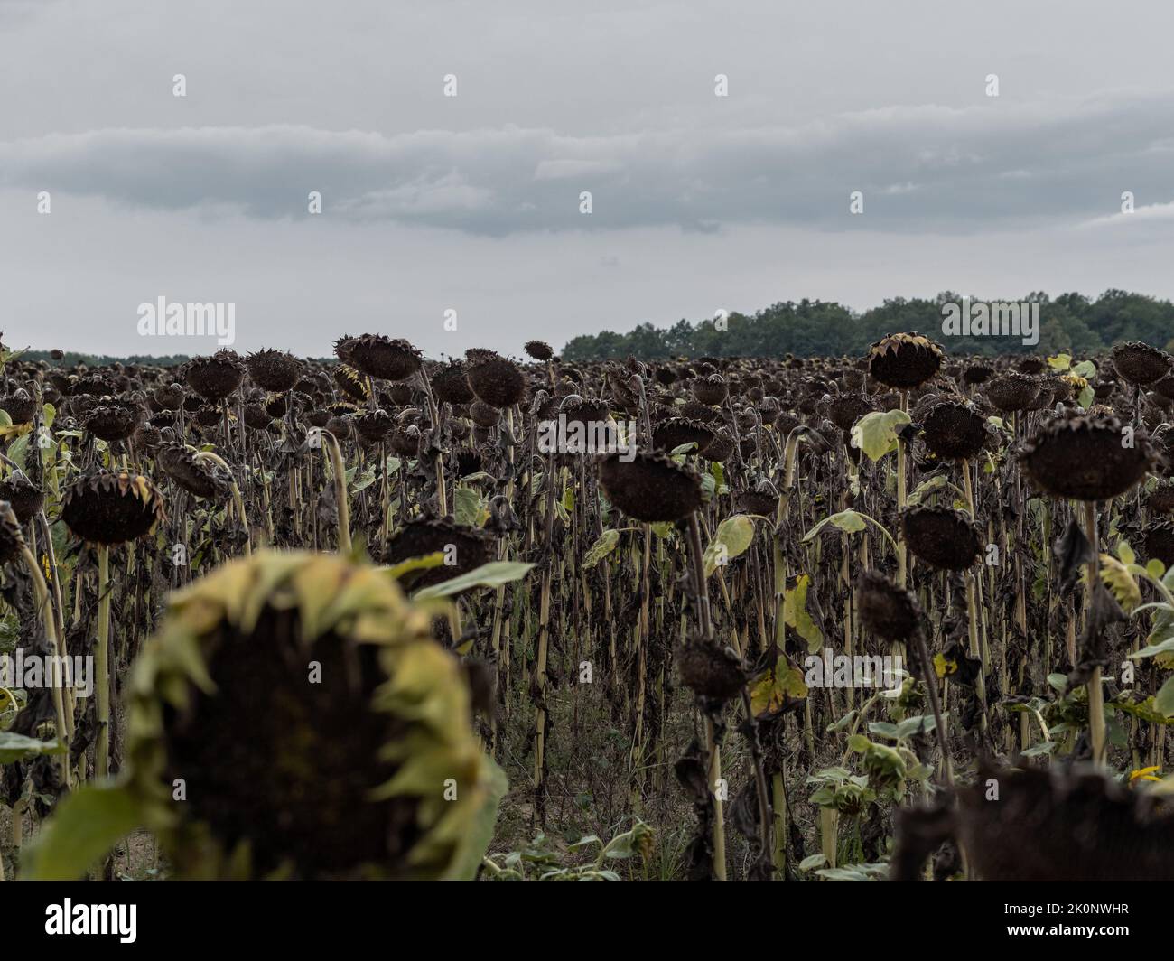 Dried and destroyed sunflowers in an agricultural field. The plants ...