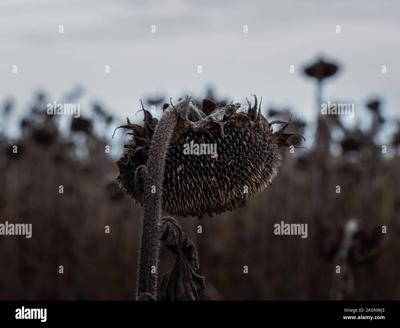 A completely dried out sunflower blossom is hanging down. A drought ...