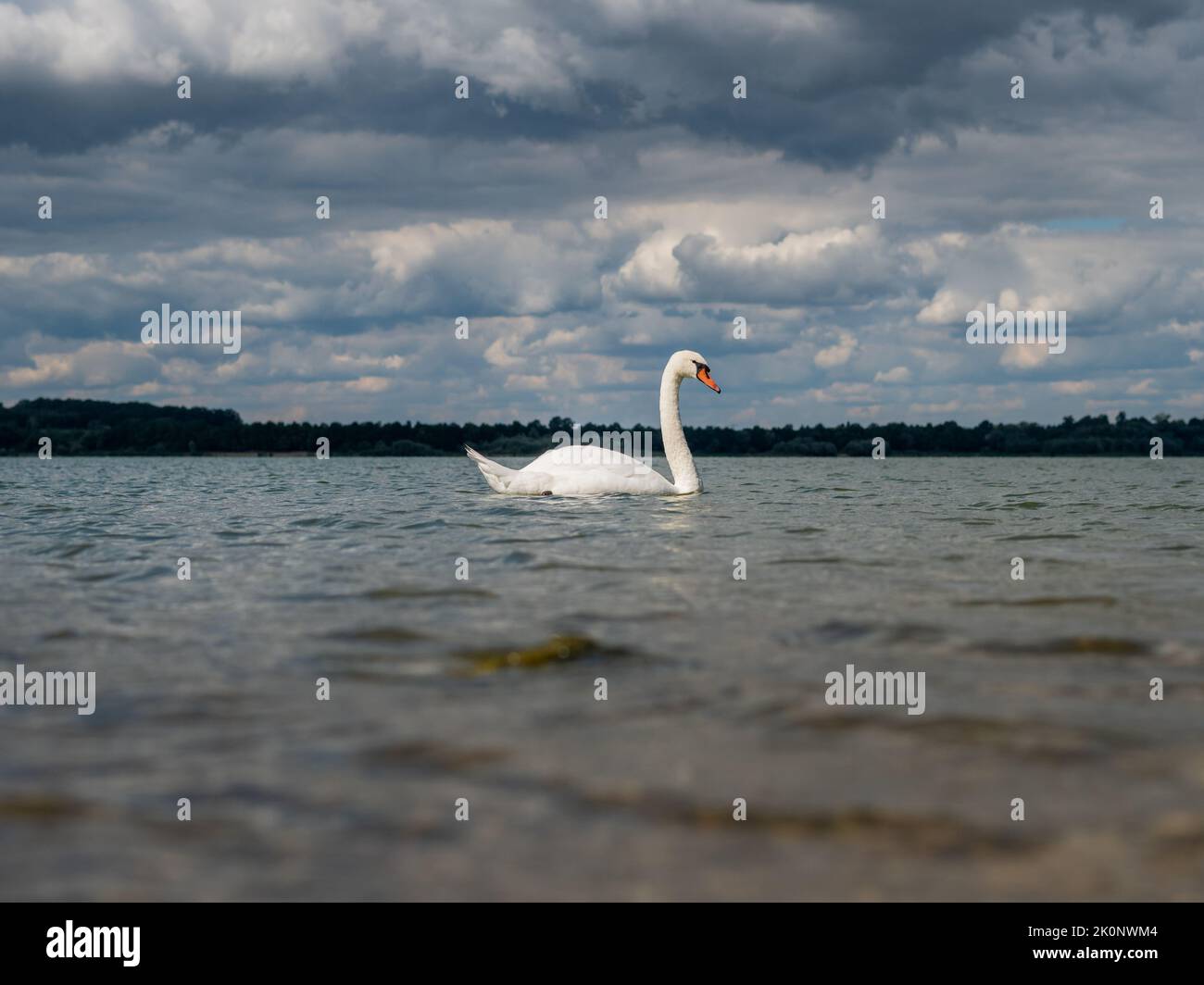 A white swan is swimming on a lake. A beautiful wild water bird in a ...
