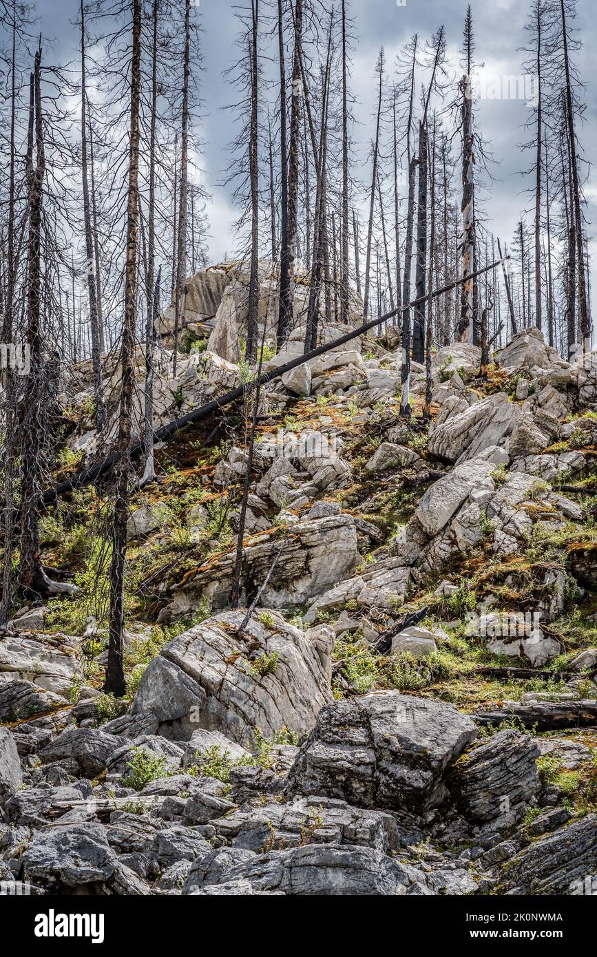Forest regrowth and charred trees after a forest fire near Medicine ...