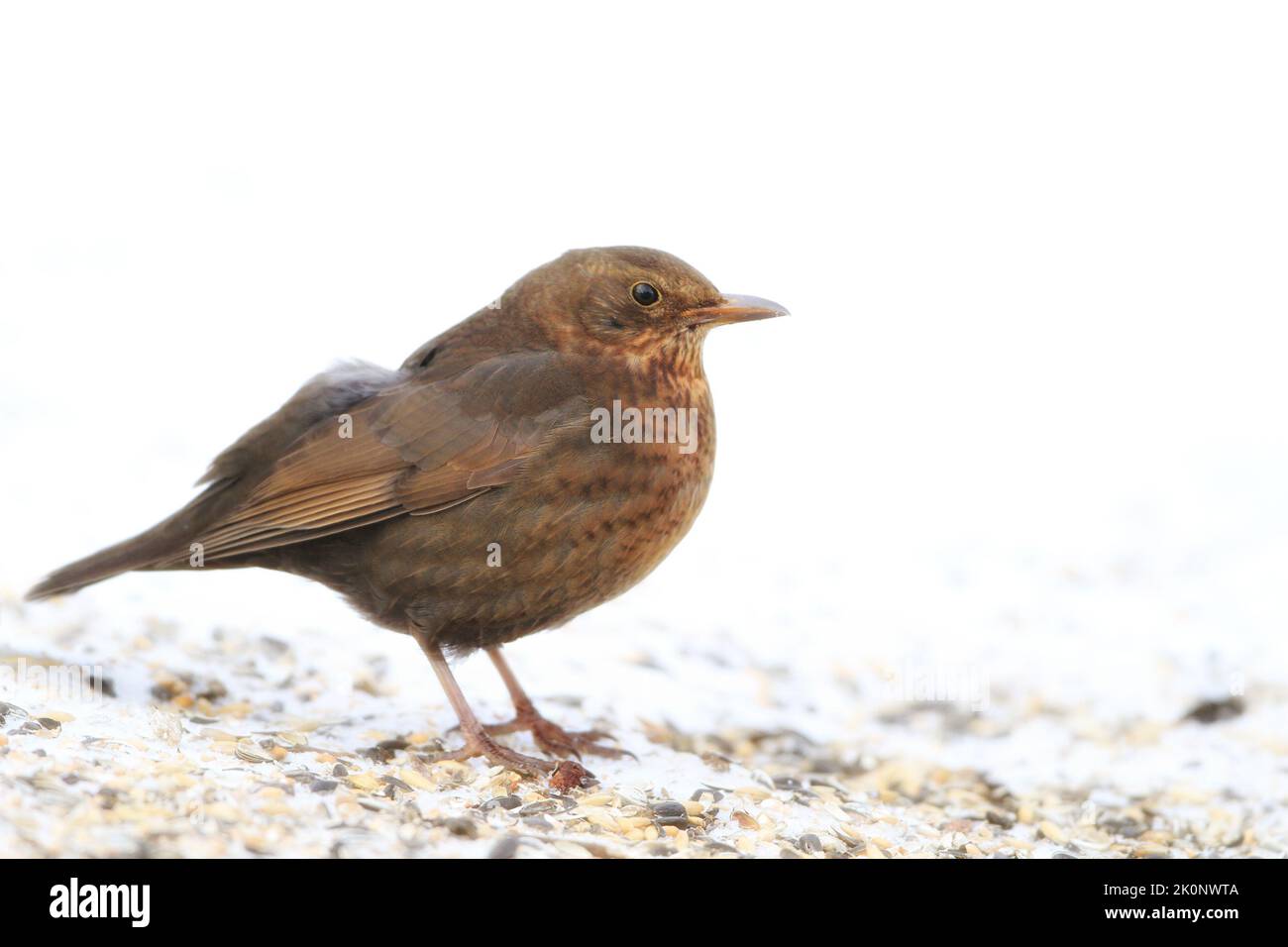 Beautiful female blackbird. Beautiful blackbird - very sharp and ...