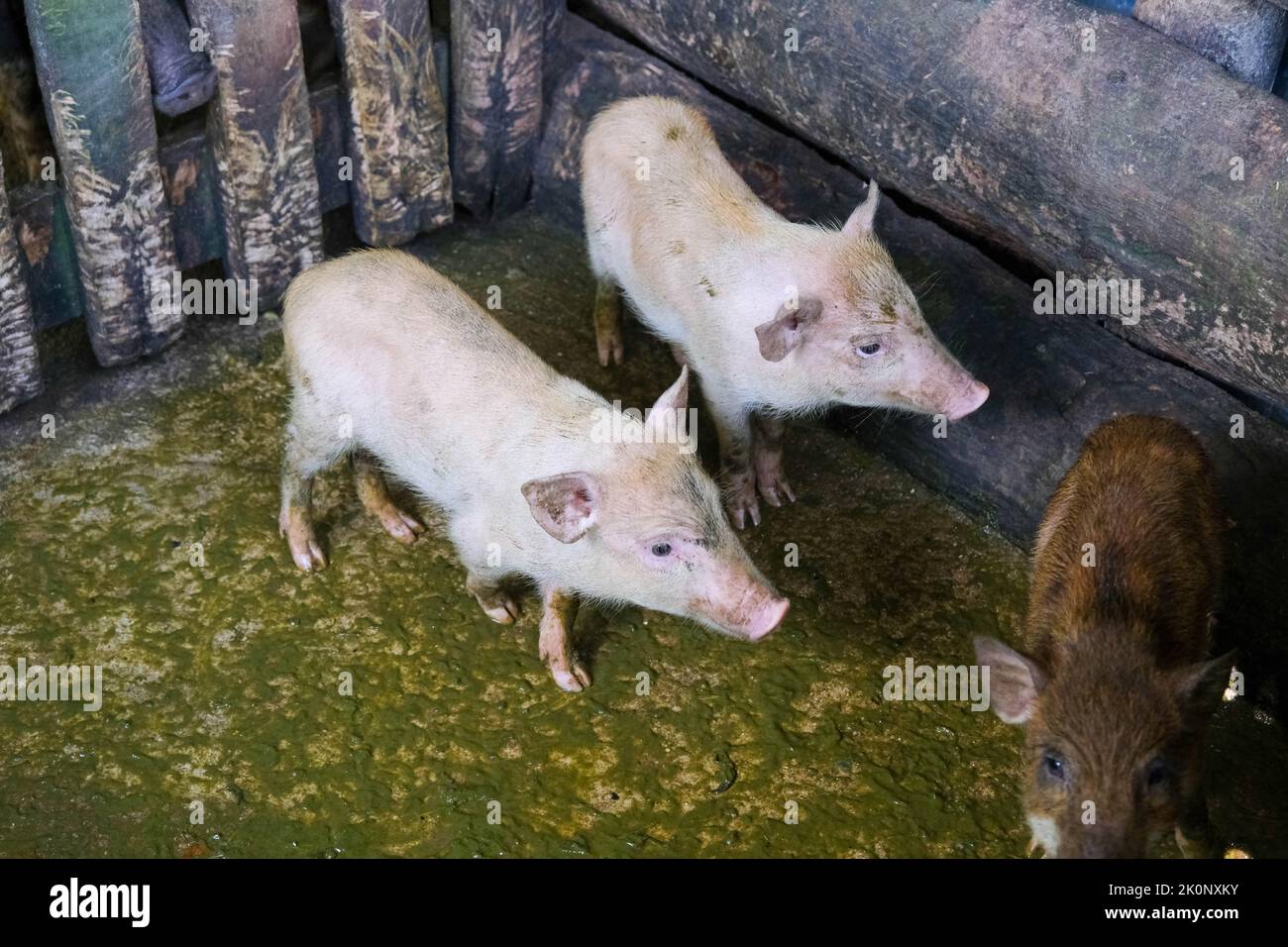 Three wild boars were kept in cages on a rural farm. Wild boars inside ...