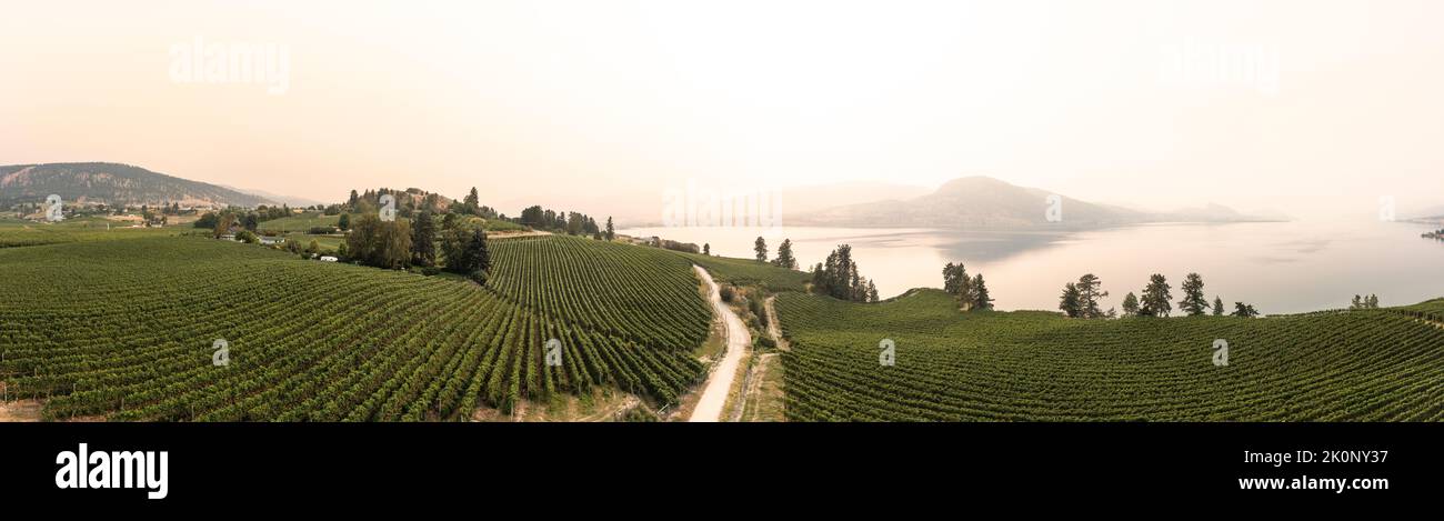 aerial and panoramic landscape of Naramata vineyards, Okanagan lake ...