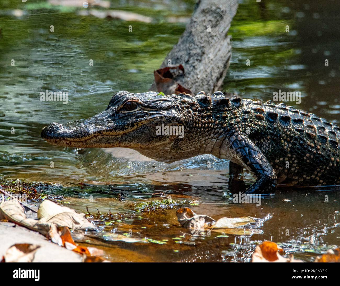American Alligator basking in the sun on a log Stock Photo - Alamy