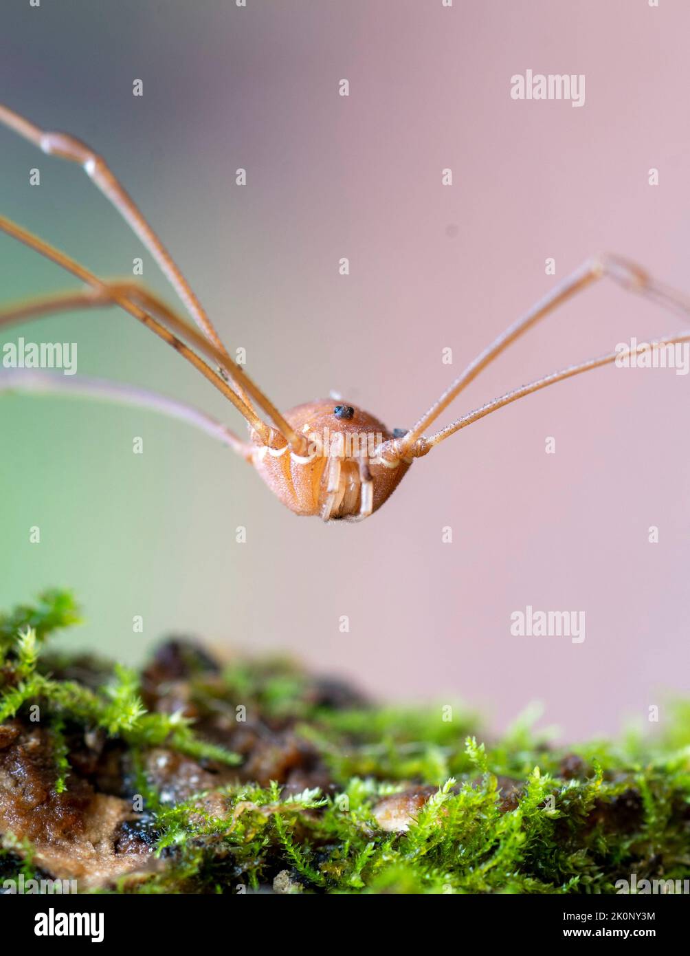 Daddy Long Legs Spider macro close-up sitting on a plant leaf Stock ...