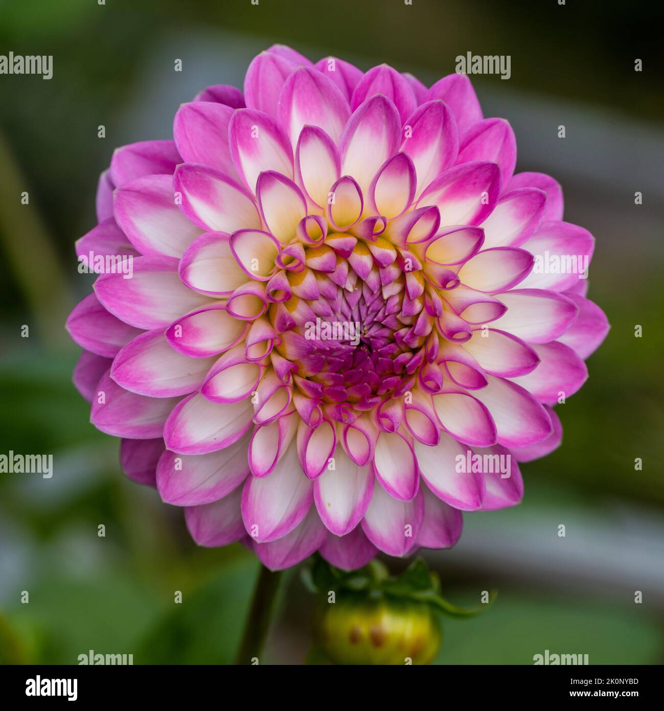 Dahlia dahlia x hortensis hi-res stock photography and images - Alamy
