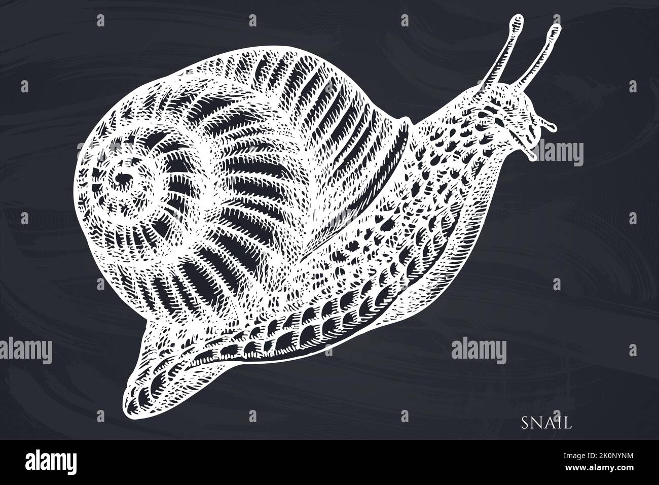 Mysterious forest hand drawn vector illustrations collection. Chalk ...