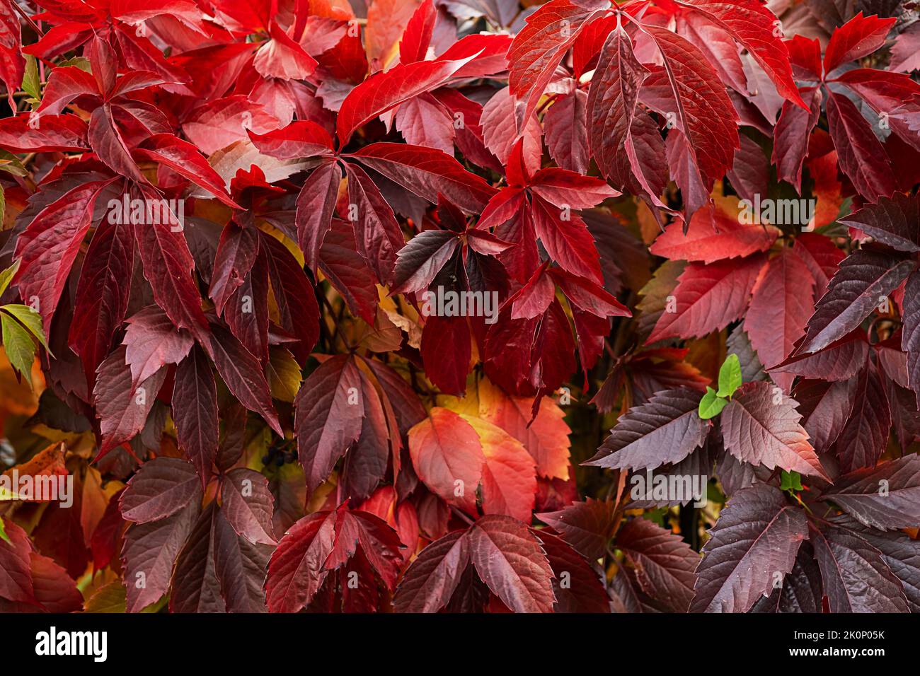 Colourful fall leaves growing on a wall. Leaves In Autumn Stock Photo ...