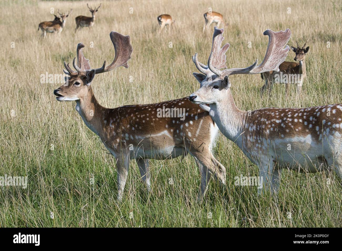 Leucistic variants of European fallow deer. Male (buck) of fallow deer Stock Photo - Alamy