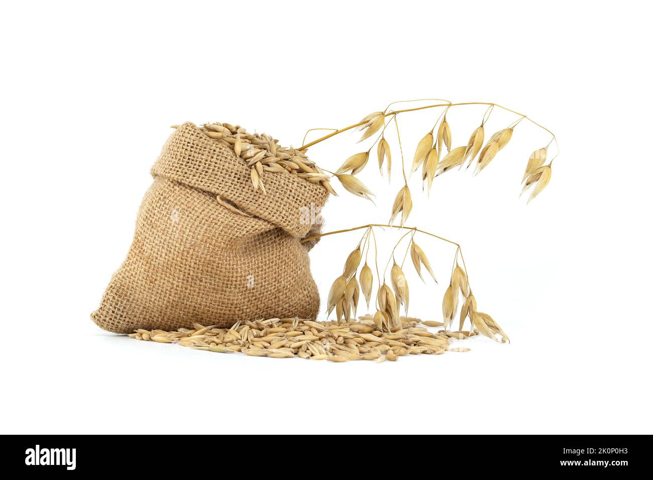Oat grains with hulls or husks in burlap bag isolated on a white ...