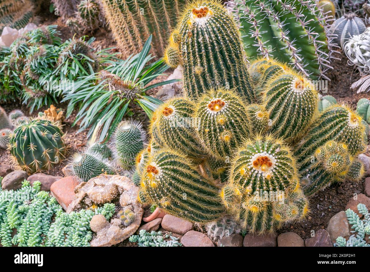 Large group of Cactus plants pattern, natural background Stock Photo ...