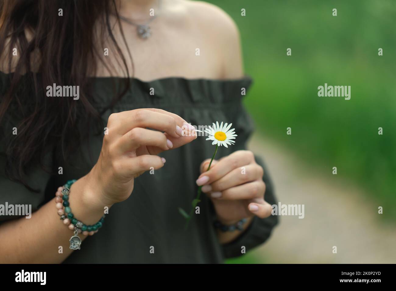 An attractive girl tears a petal from a daisy flower. Close-up of the ...