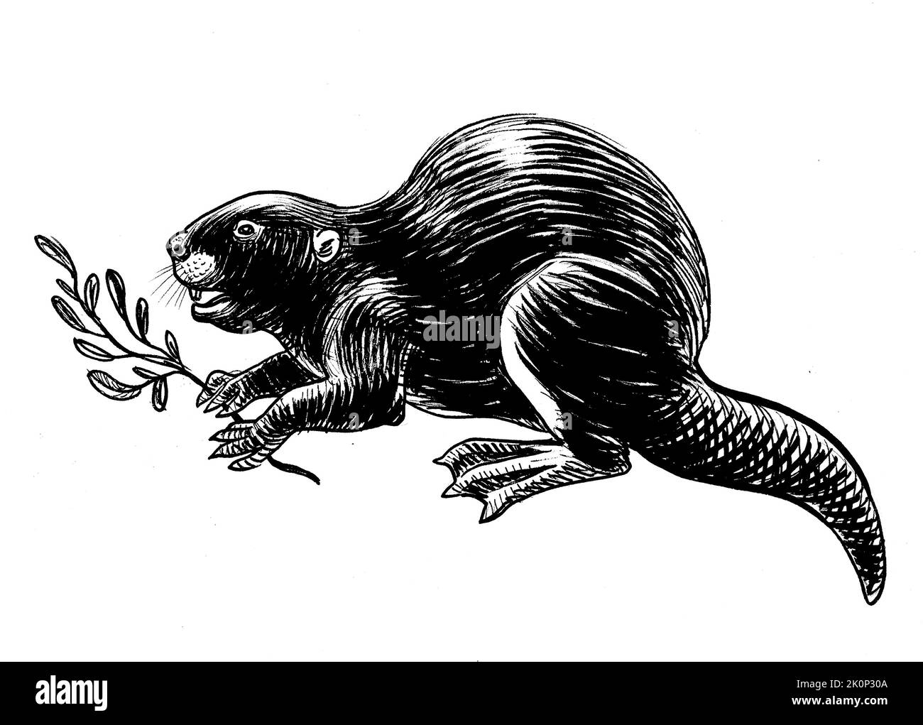 Beaver with a tree branch. Ink black and white drawing Stock Photo - Alamy