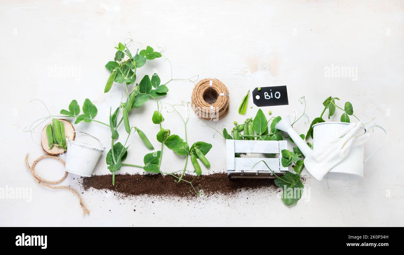 Green pea composition with garden tools on light background. Raw ...