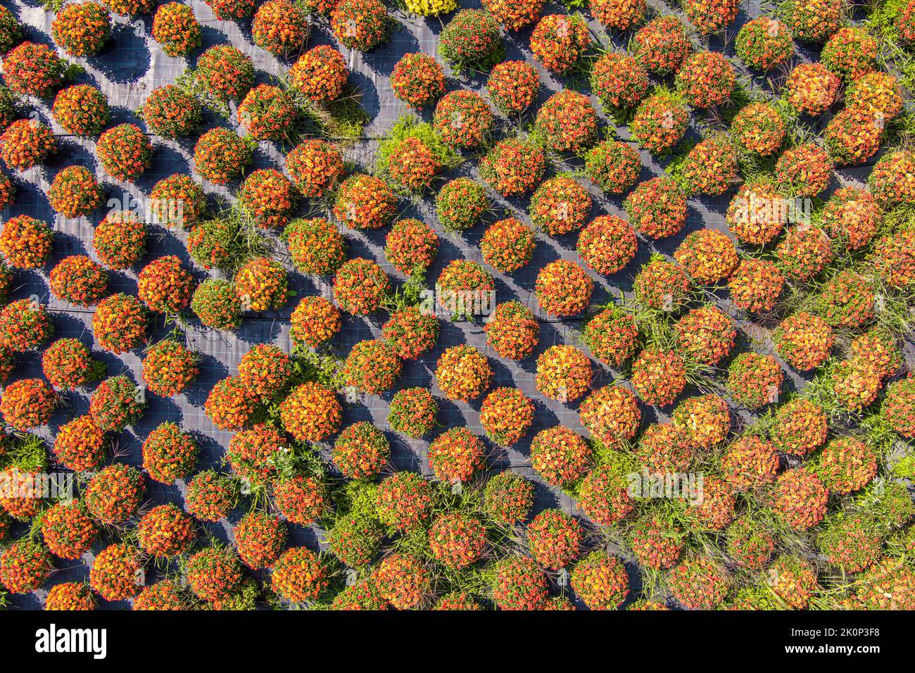 Flowers production and cultivation concept, aerial view Stock Photo - Alamy