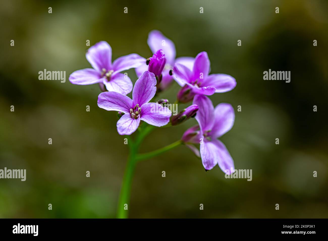 Cardamine pentaphyllos flower in meadow Stock Photo - Alamy