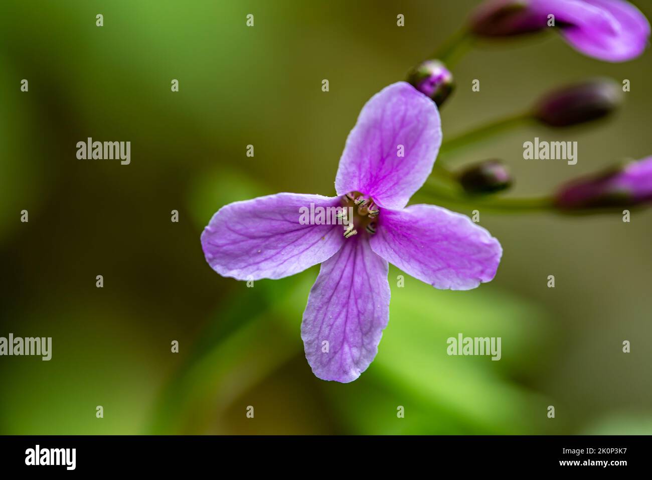 Five leaflet bitter cress cardamine pentaphyllos hi-res stock ...